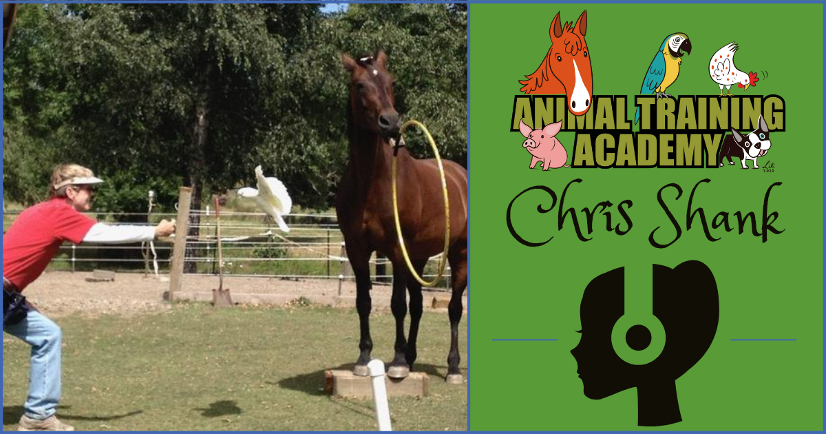 Chris Shank – Cockatoo Downs Parrot Training Retreat [Episode 125 ...