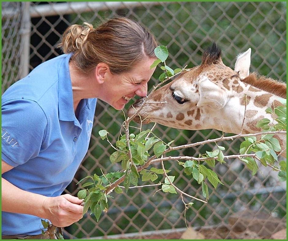 Amy Schliz; Giraffe conservation & training [Episode 189] | Animal ...