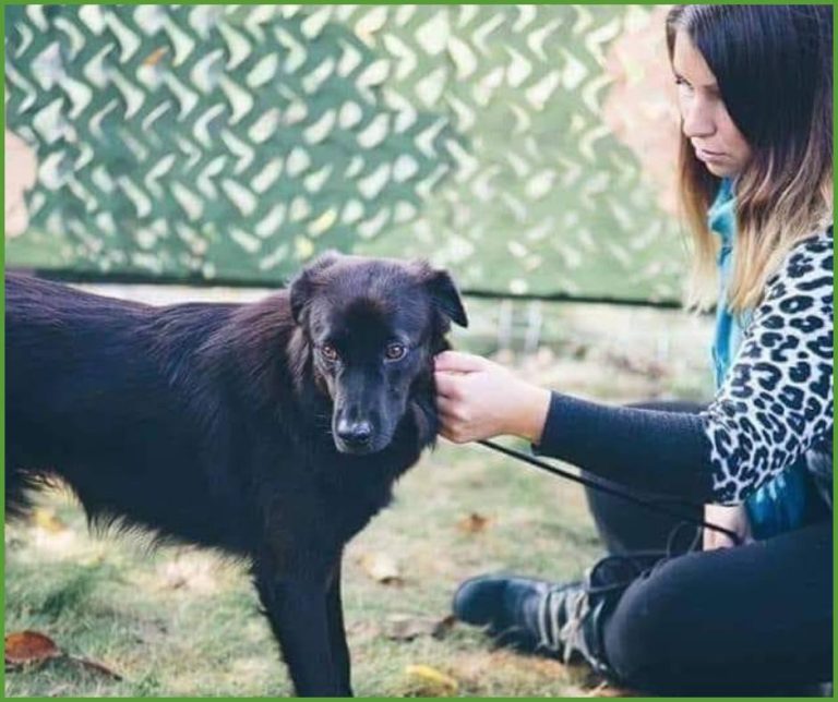 Sandra Tigerlind – Black dog Foundation Helping Ukraine [Episode 32 ...