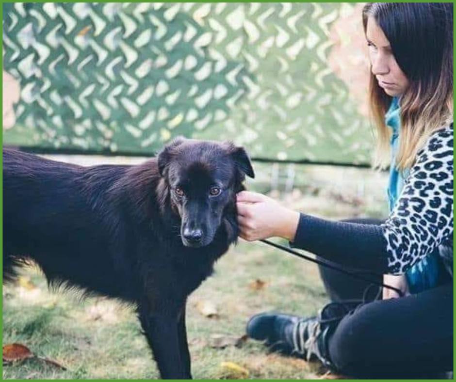 Sandra Tigerlind – Black dog Foundation Helping Ukraine [Episode 32 ...
